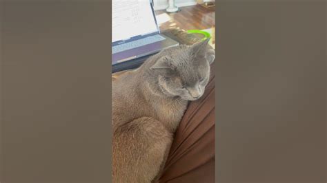 Sakura S Cuddling Time With 🐈‍⬛🐈‍⬛😉😉 Youtube