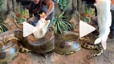 20 Feet Giant Python Swallows Rabbit Video Goes Viral முழு முயலை