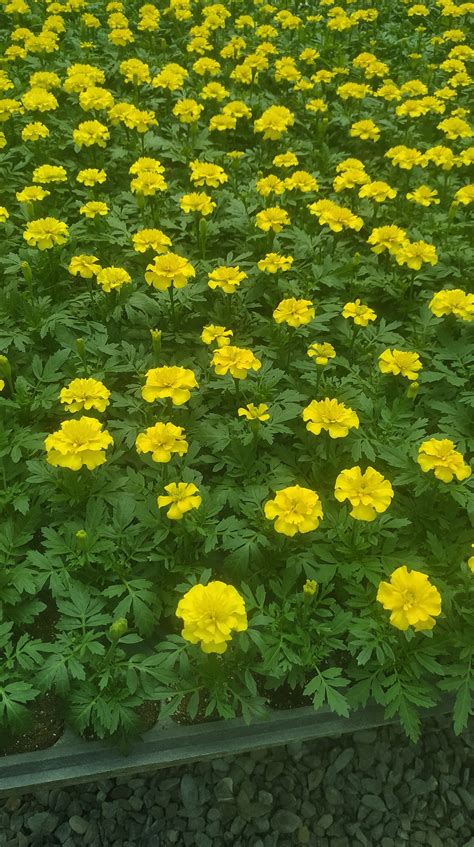 გალამაზეთ ეზოები და აივნები მწვანე სახლი • Green House