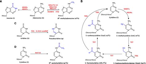 Recent Technical Advances In The Study Of Nucleic Acid Modifications