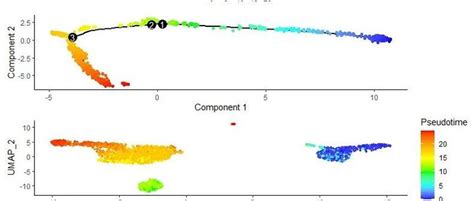 跟sci学pseudotime 2 将拟时序分析结果映射到 Umap 中 知乎