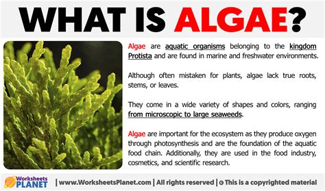 Algae Definition Characteristics Types And Examples