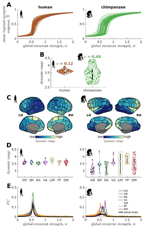 Human And Chimpanzee Neural Dynamics A Regional Neural Dynamics As A