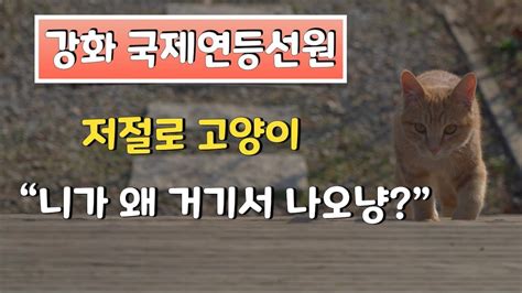 연등국제선원 고양이 Youtube