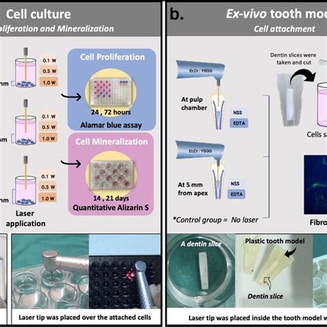 Schematic Diagram Demonstrating The Experimental Procedures A APC Download Scientific Diagram
