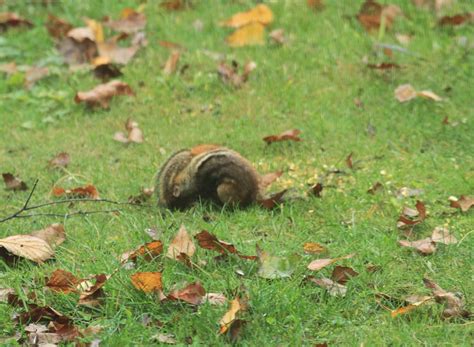 Julie Zickefoose On Blogspot Angry Chipmunks