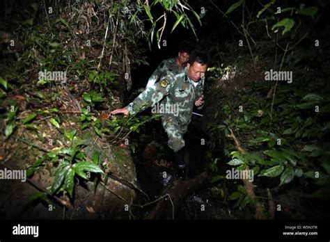 An Amphibian Of Leptobrachium Ailaonicum Variously Known As The Ailao