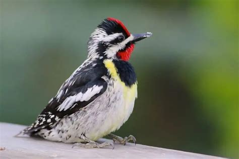 7 Woodpeckers In Missouri With Pictures Bird Feeder Hub