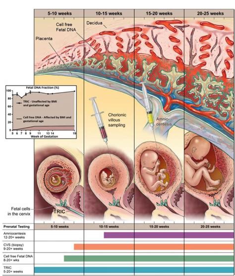 Prenatal Genetic Testing