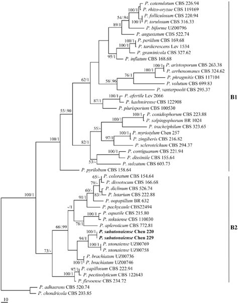 Phylogeny Of Pythium Clade B Species Inferred From Its þ Coi Dataset