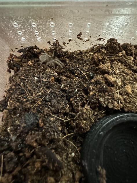 Cyrtopholis Portoricae Rtarantulas