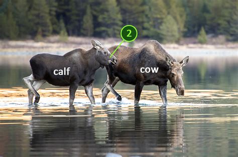 How Often Should You Cow Call For Moose