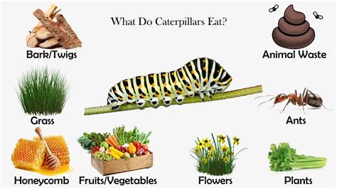 Corn Earworm Caterpillar Diet At Mike Friddle Blog