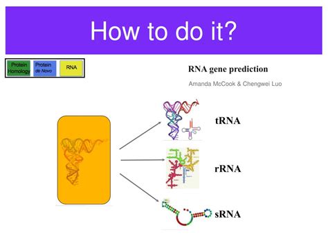Ppt Gene Prediction Powerpoint Presentation Free Download Id5494544