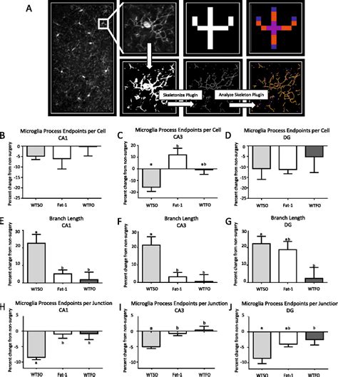 A Schematic Illustrating The Method For Measuring Microglia Morphology Download Scientific