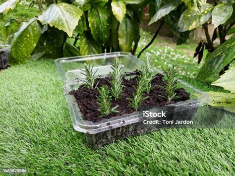 골판지 또는 계란 컵 기타 재활용 재료로 재활용 묘상을 만드는 방법 0명에 대한 스톡 사진 및 기타 이미지 0명 경작지 계란상자 Istock