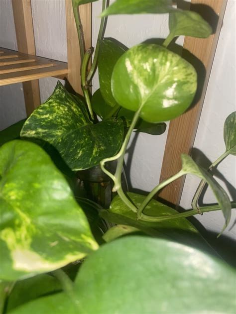 Weird D Shaped Loop On My Plants Rplants