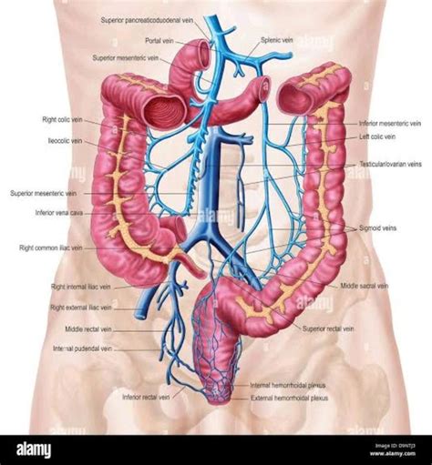 Abdomen Venous Plexus Products Human Anatomy Human Body Diagram