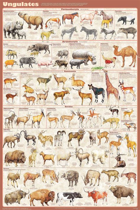 Ungulates Laminated Poster