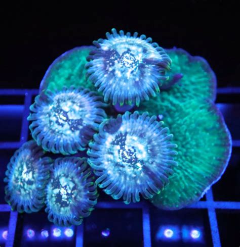 Aquarium Arts Online