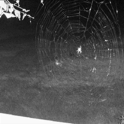 Pdf Spider Silk Structures As Seen With A Scanning Electron Microscope