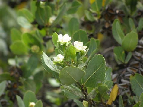 Bollén Kageneckia Oblonga Vivero Pumahuida