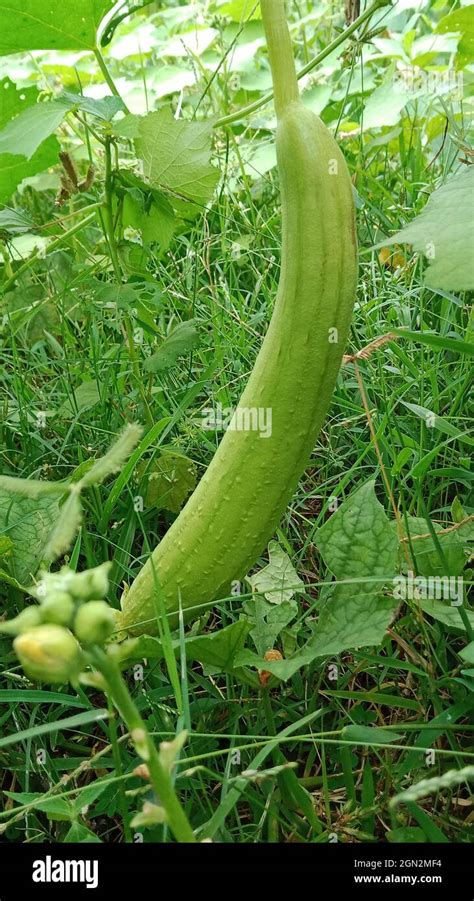 Vertical Shot Of A Loofah Growing In The Garden On A Sunny Day Stock