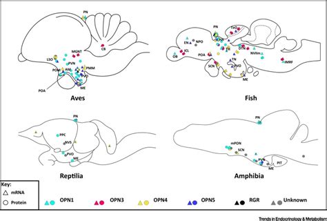 A Comparative Perspective On Extra Retinal Photoreception Trends In Endocrinology And Metabolism