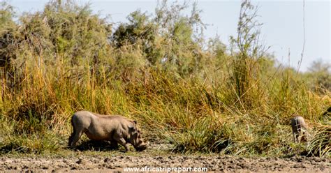 Djoudj National Bird Sanctuary The Best National Park In Senegal