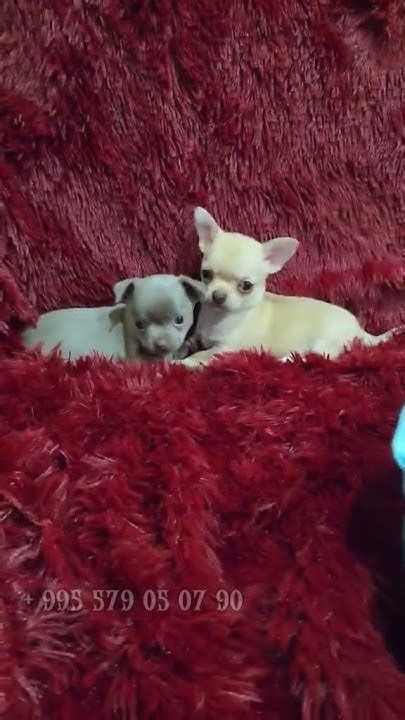 იყიდება ჩიხუახუას ლეკვები მინი კობის ტიპის პატარა ძაღრლი Youtube