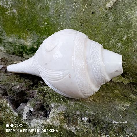 Conch Shell Spiritual Puja Blowing Shankh Big 9 Inches Soothing