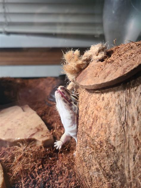 My Boi Loves To Scratch Himb Head On His Coconut Rleopardgeckos