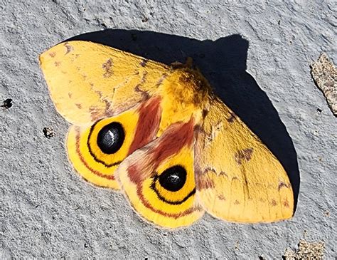 Got A Good Shot Of An Io Moth No Id Needed Just Wanted To Share