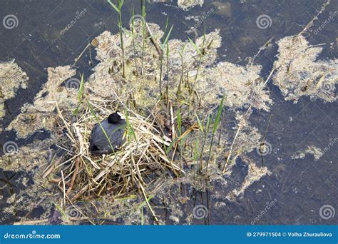 A Female Duck Sitting On A Nest In Lake On Sunny Day Fulica Atra Duck