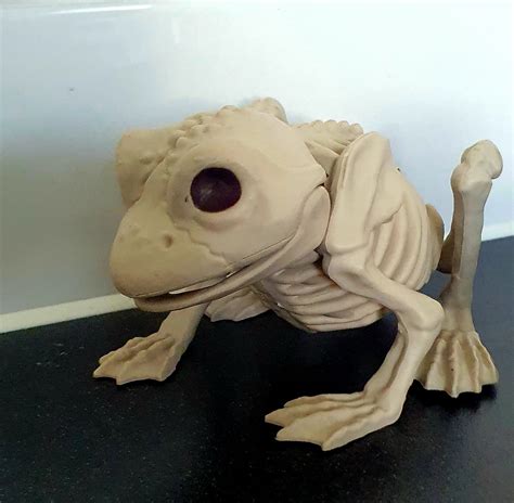 Frog Skeleton