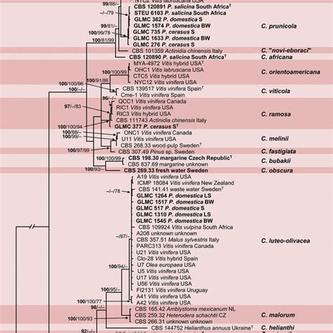 Phylogeny Of Dataset 2 Obtained By Bayesian Inference Analysis Of The