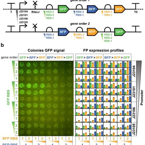 Pdf Dna Bot A Low Cost Automated Dna Assembly Platform For Synthetic Biology