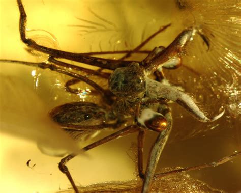 A Spider That Hunts Other Spiders 18 New Species Of This Bizarre