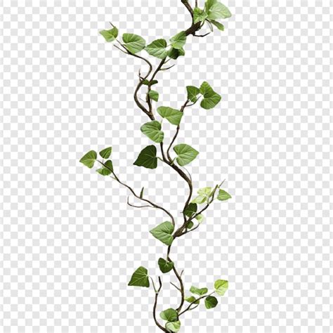 Free Ivy Border Clipart Download Free Ivy Border Clipart Png Images