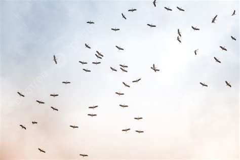 Stork Migration Background Images Hd Pictures And Wallpaper For Free