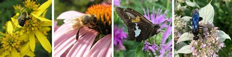 Native And Invasive Plants Sustainable Saratoga