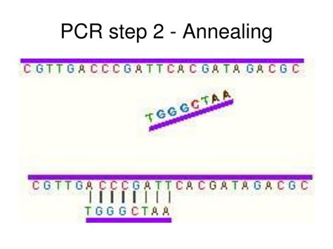 Annealing In Pcr