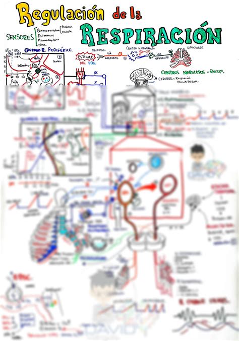 SOLUTION Regulaci N De La Respiraci N Esquema David Vargas Web Studypool