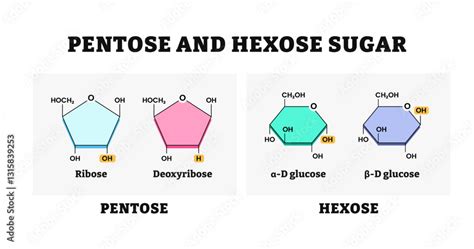 Pentose And Hexose Sugar Molecule Form Chain Diagram Formula Vector Illustration Labeled Ribose