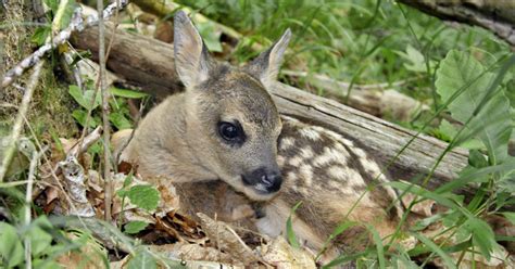 Selonnet Chabanon Mobilisation Pour Sauver Bambi Un Bébé Chevreuil
