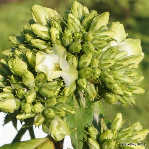 ‘babje Leto‘ Vyšniauskų Gėlės