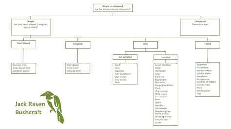 Identifying Trees By Leaf Shape Jack Raven Bushcraft