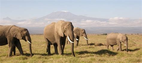 Elephant Reproductive Organs Pictures