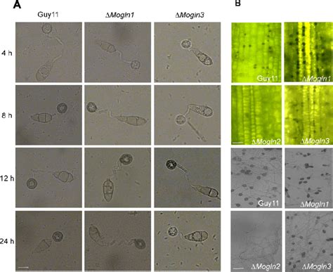 MoGln2 Plays A Crucial Role In Appressorium Formation In Rice Blast
