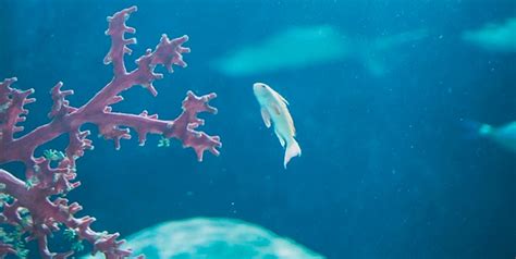 Acidificação Dos Oceanos Deve Se Intensificar Nas Próximas Décadas